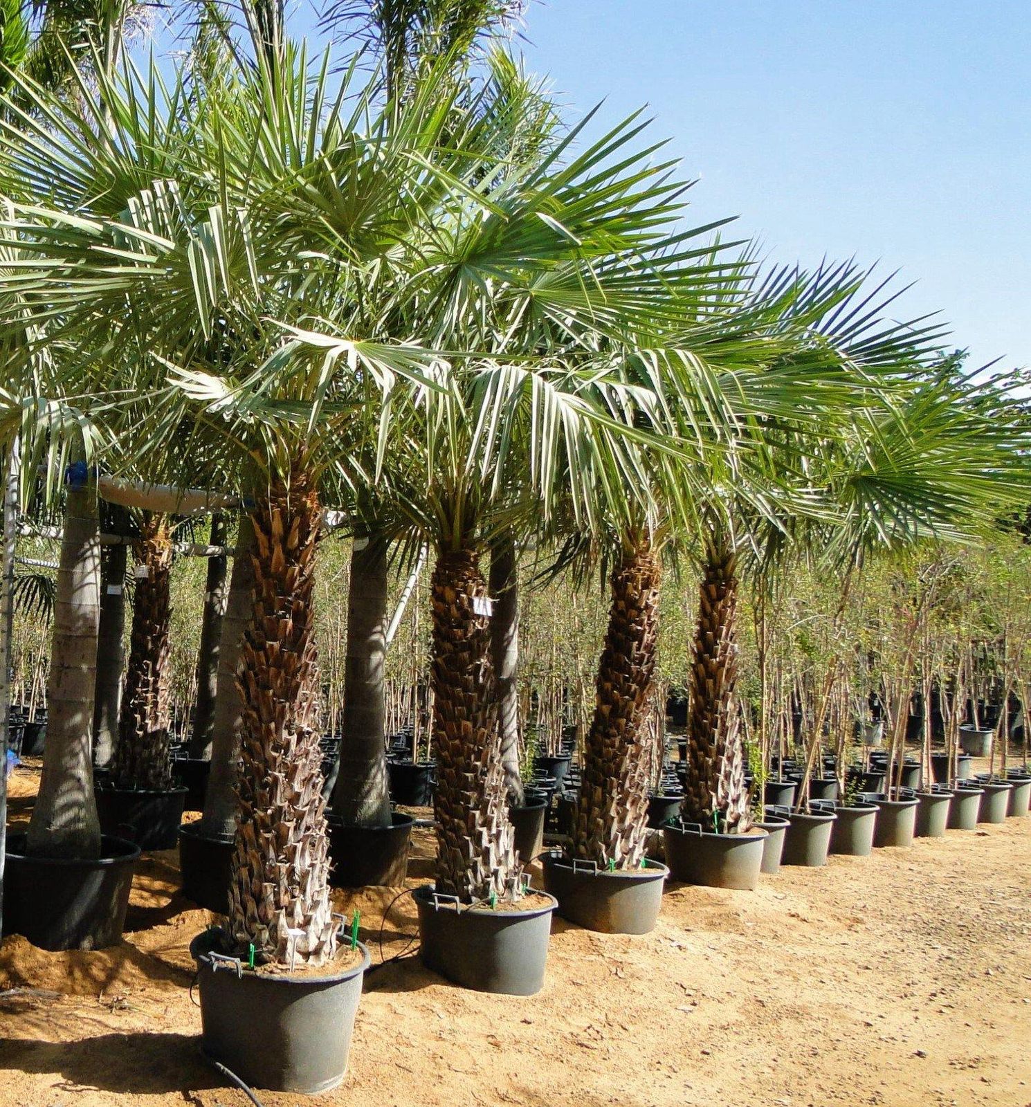 Wax Palm Tree - Emirates Palm Trees